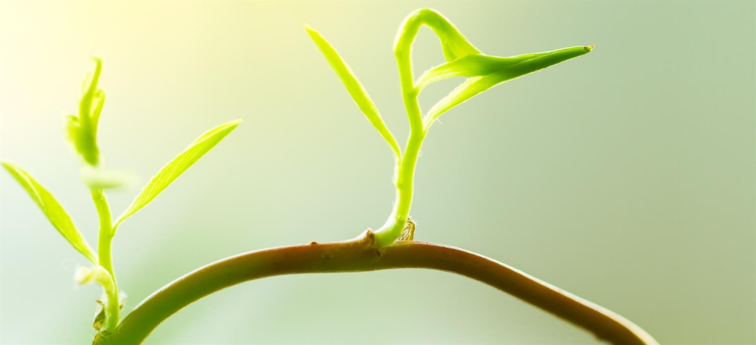 Meer- en hoogbegaafdheid - Christelijke Basisschool De Roerganger